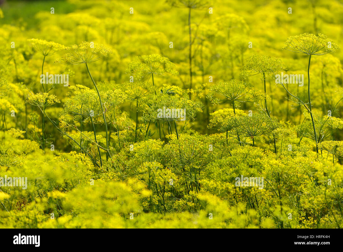 Yellow flowers are ready for picking dill, close-up Stock Photo - Alamy