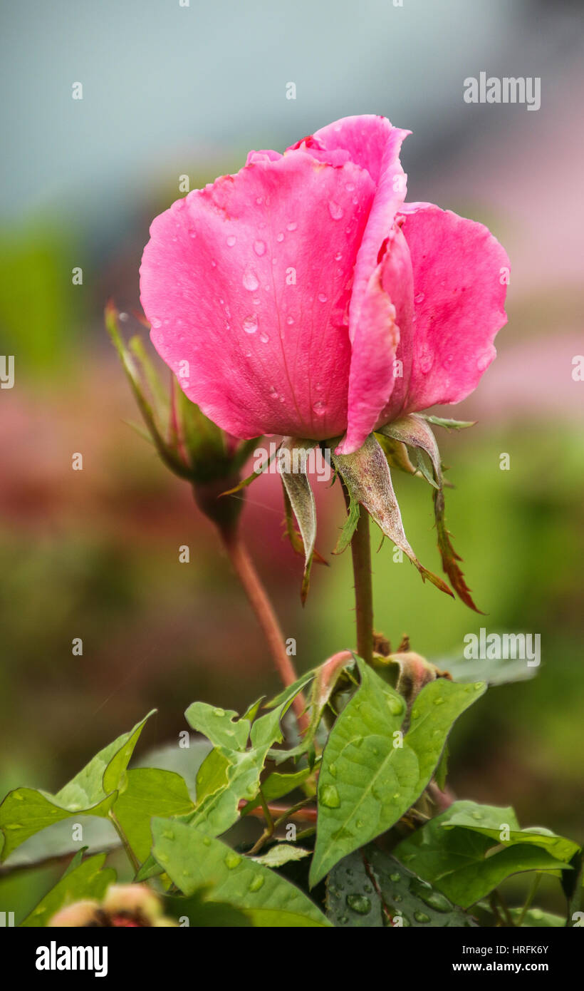 Pink Rose with Raindrops Stock Photo - Alamy
