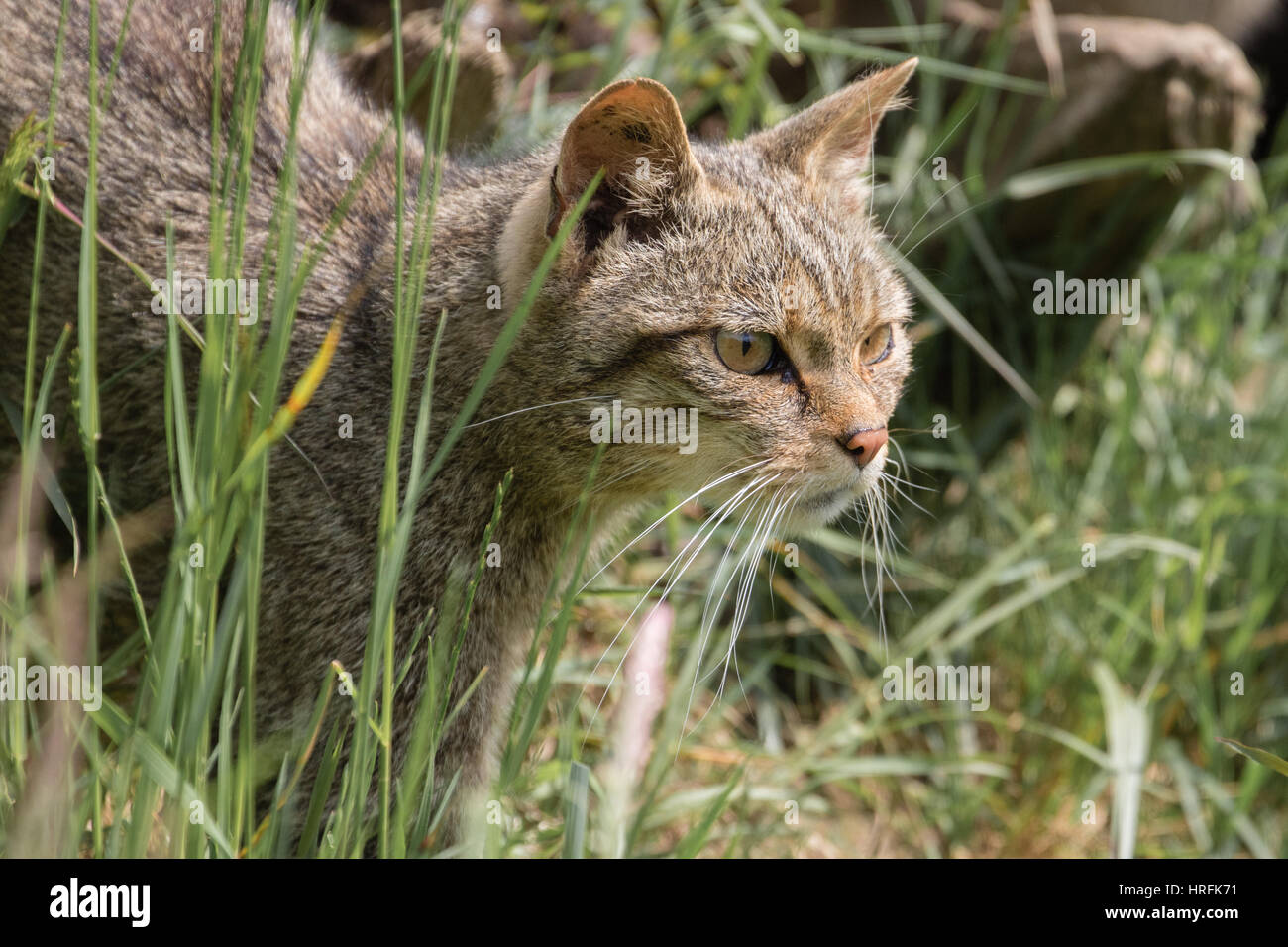 Endangered scottish wild cat hi-res stock photography and images - Alamy