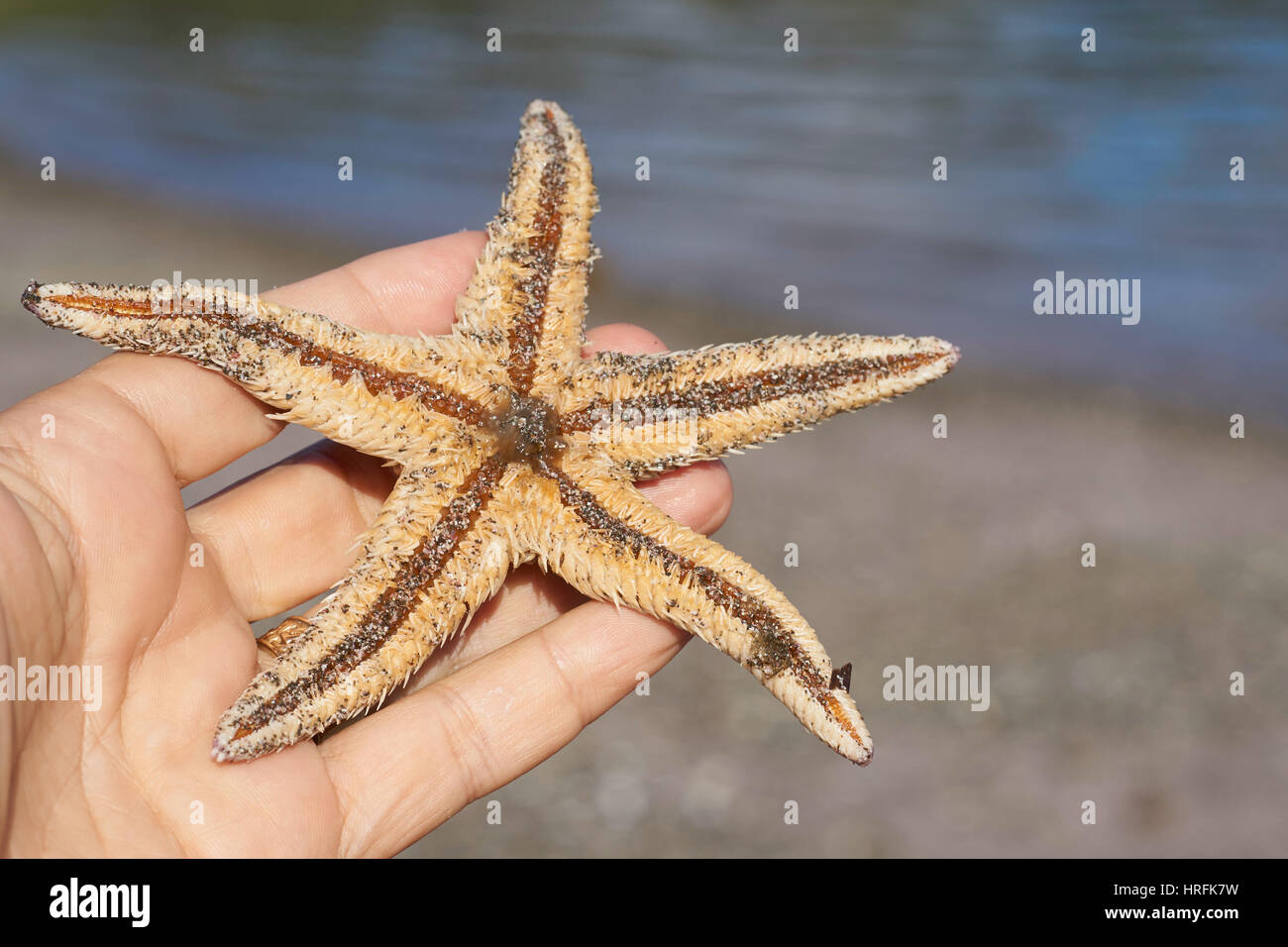 Starfish mouth hi-res stock photography and images - Alamy