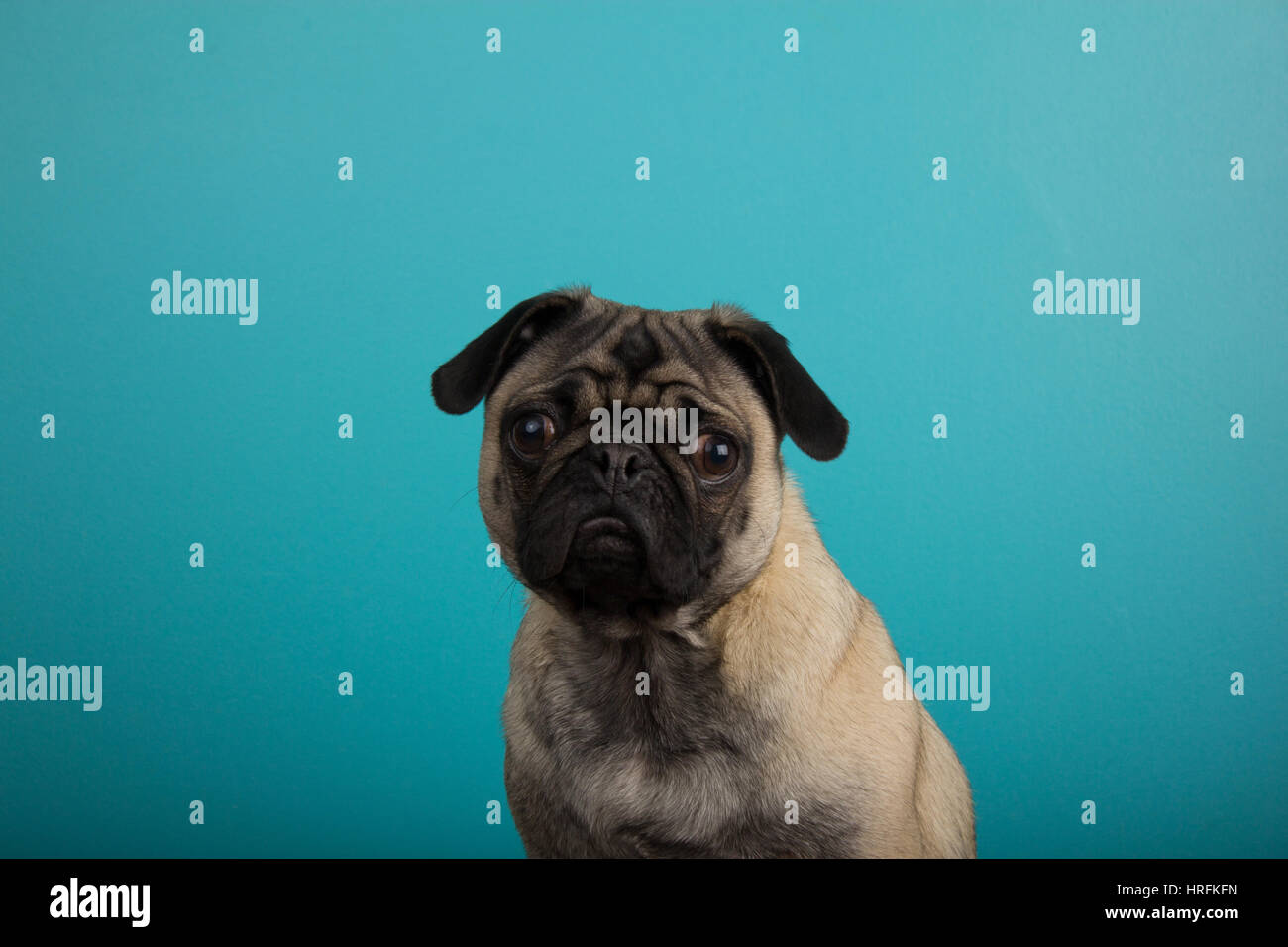 Pug against teal background Stock Photo - Alamy