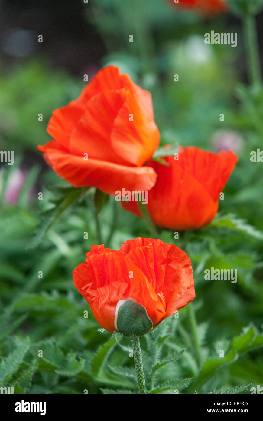 Many red blooming corn hi-res stock photography and images - Alamy