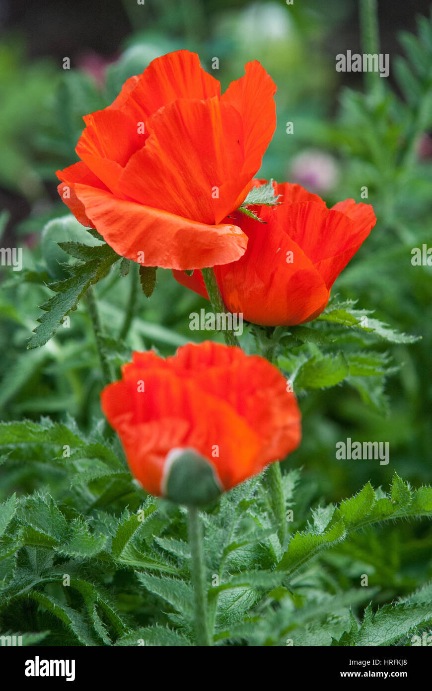 Field of bright red corn poppy flowers in summer Stock Photo - Alamy