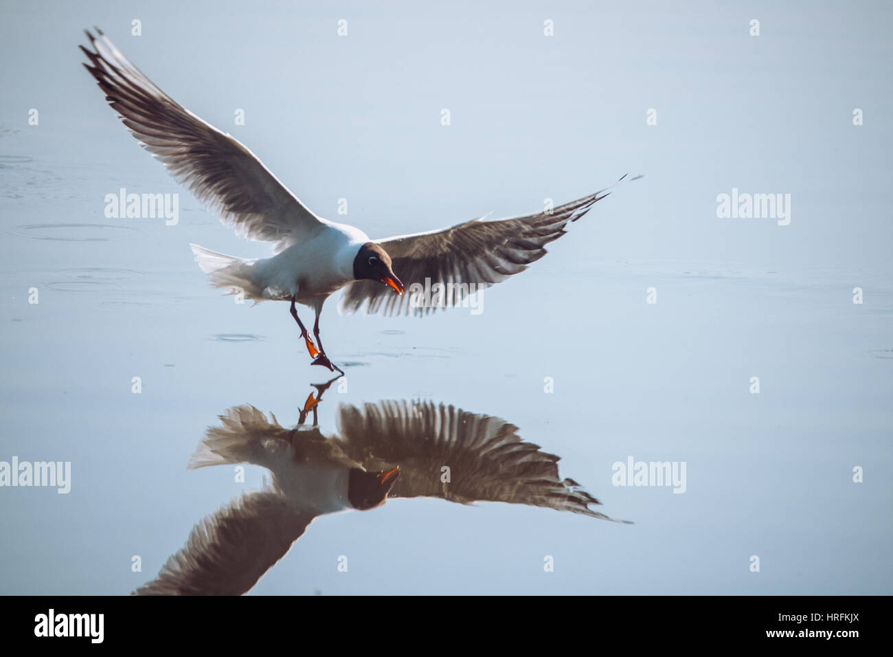 seagull hunting in the air near water lake river Stock Photo - Alamy