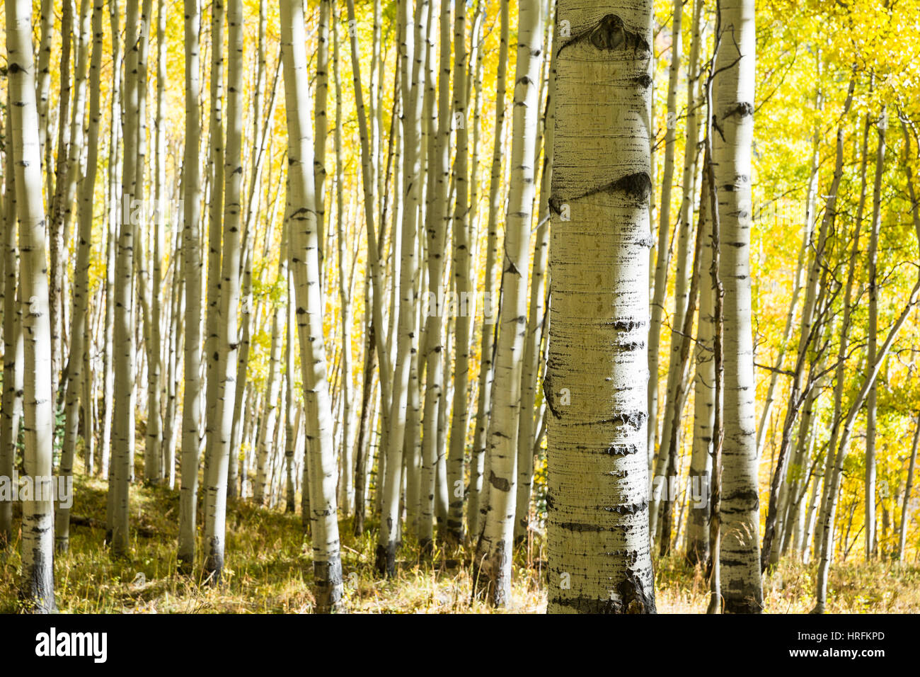 Many Aspen Trees Make Up A Dense Forest Near Keebler Pass Colorado The Leaves Of Most The many-aspen-trees-make-up-a-dense-forest-near-keebler-pass-colorado-the-leaves-of-most-the