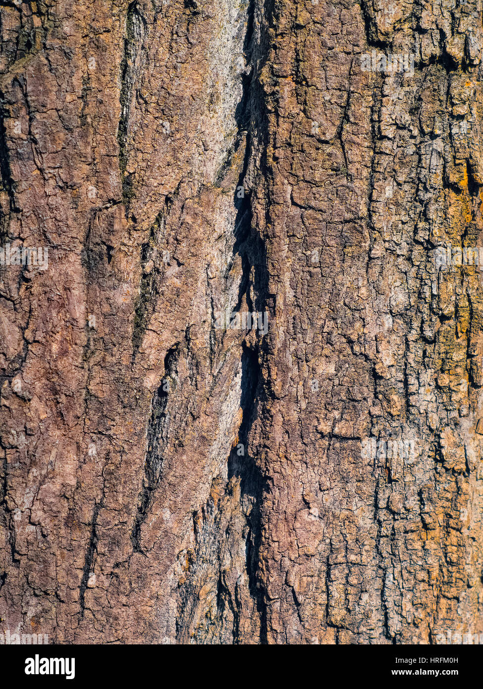 The nice texture of a huge tree bark Stock Photo - Alamy