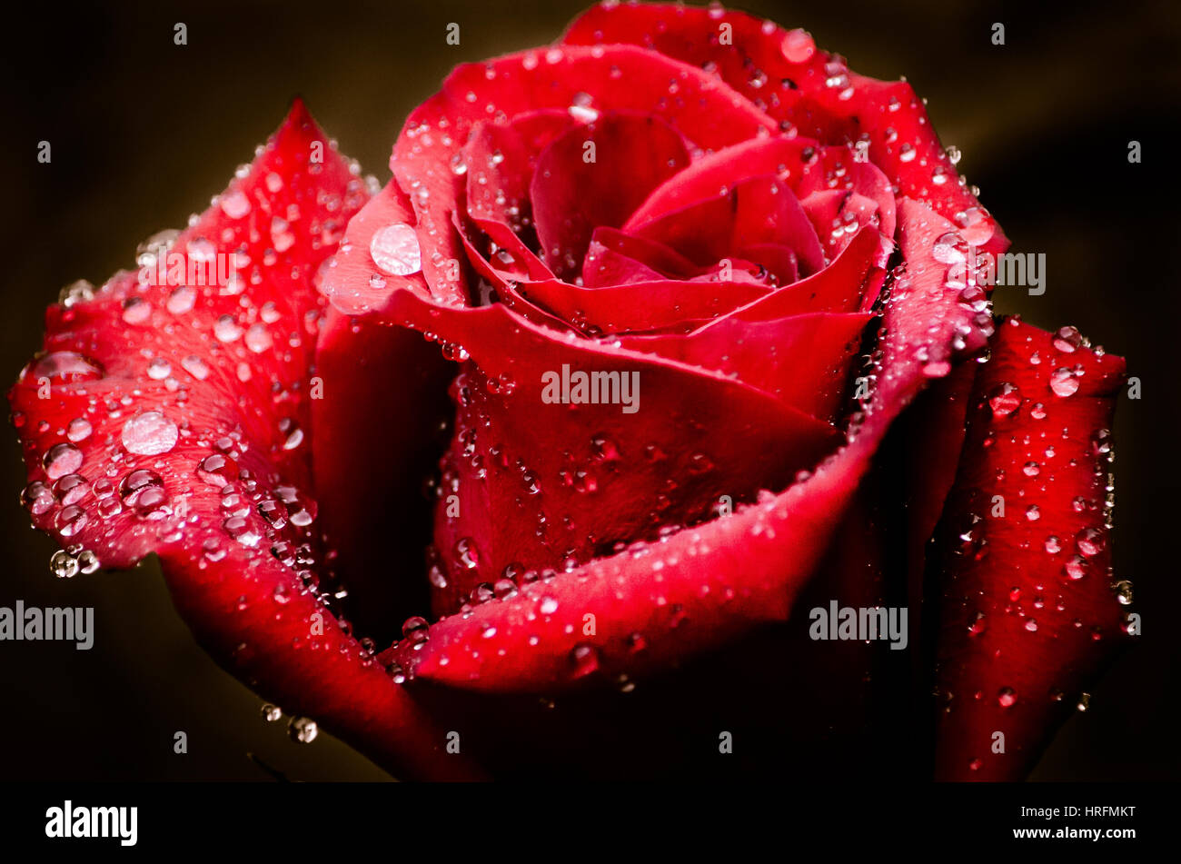 Red roses water drops hi-res stock photography and images - Alamy