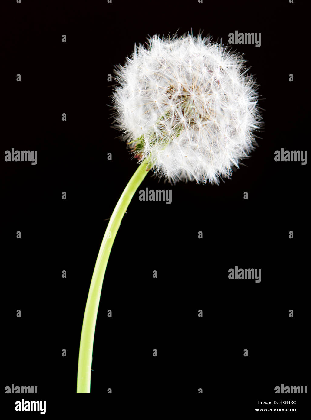 Dandelion flower on black background. One object isolated on dark Stock ...