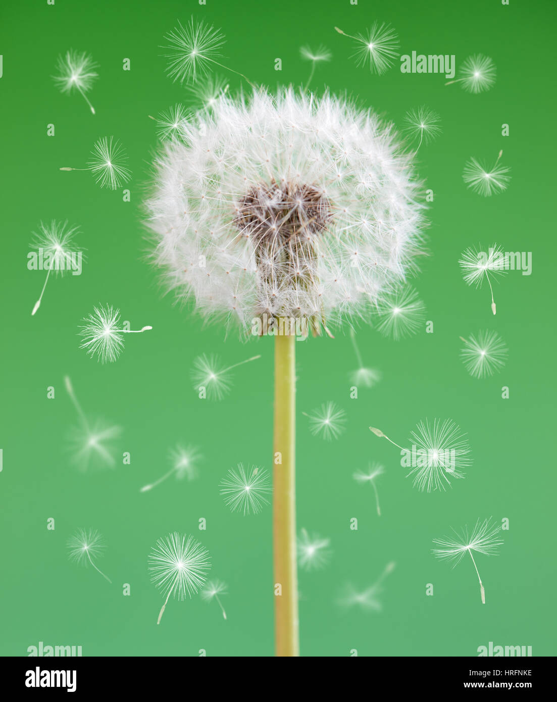 Dandelion flower with flying seeds on green background. One object ...