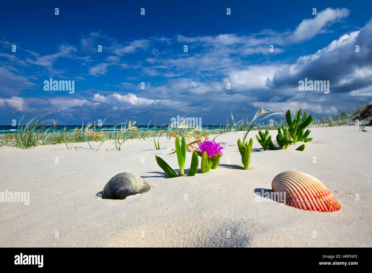 Australia shells seashells hi-res stock photography and images - Alamy