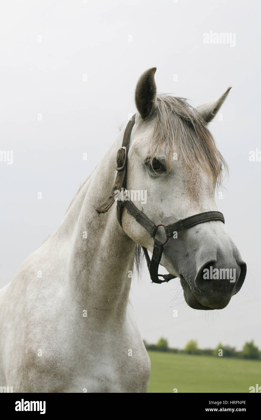 Portrait of a young grey colored stallion on pasture at animal farm ...