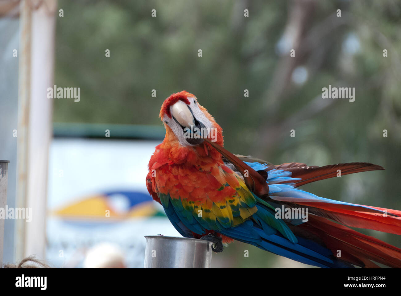 Parrot in Gran Canaria Stock Photo - Alamy