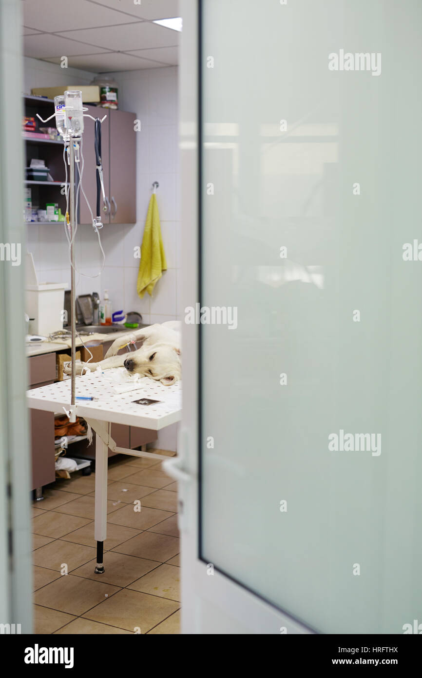 Sick labrador lying on examination table under anesthetic with attached ...