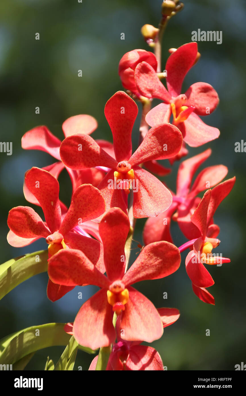 Beautiful red orchid hi-res stock photography and images - Alamy