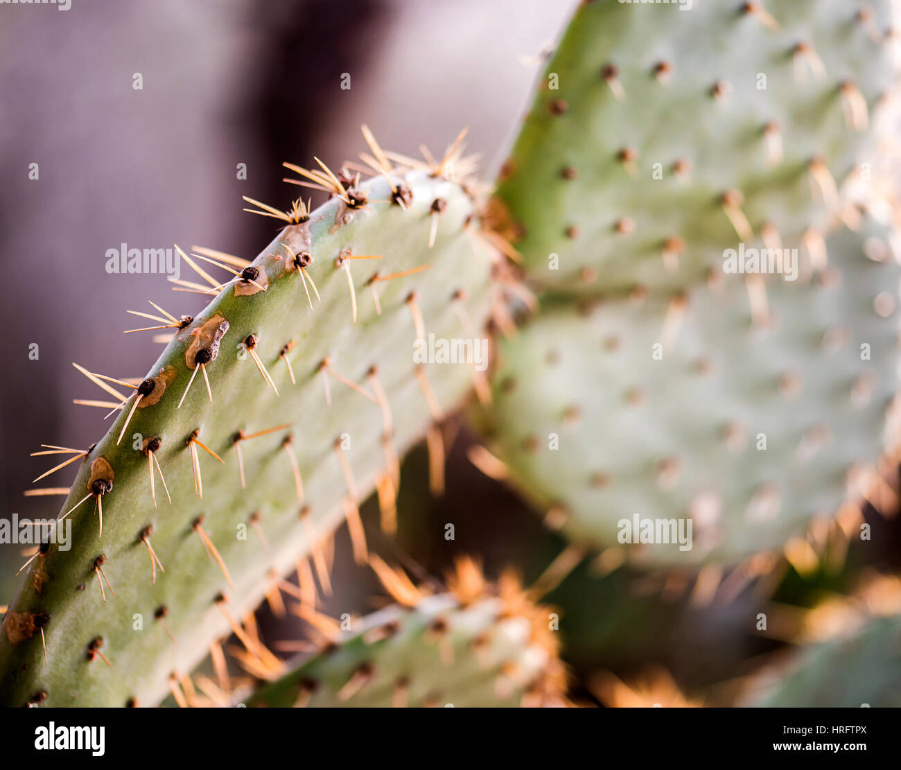 Cactus close up with many big spines Stock Photo - Alamy