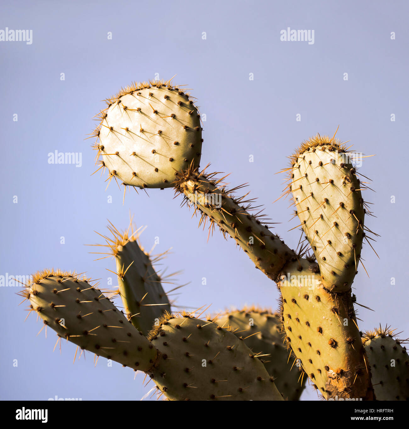 Cactus close up with many big spines Stock Photo - Alamy