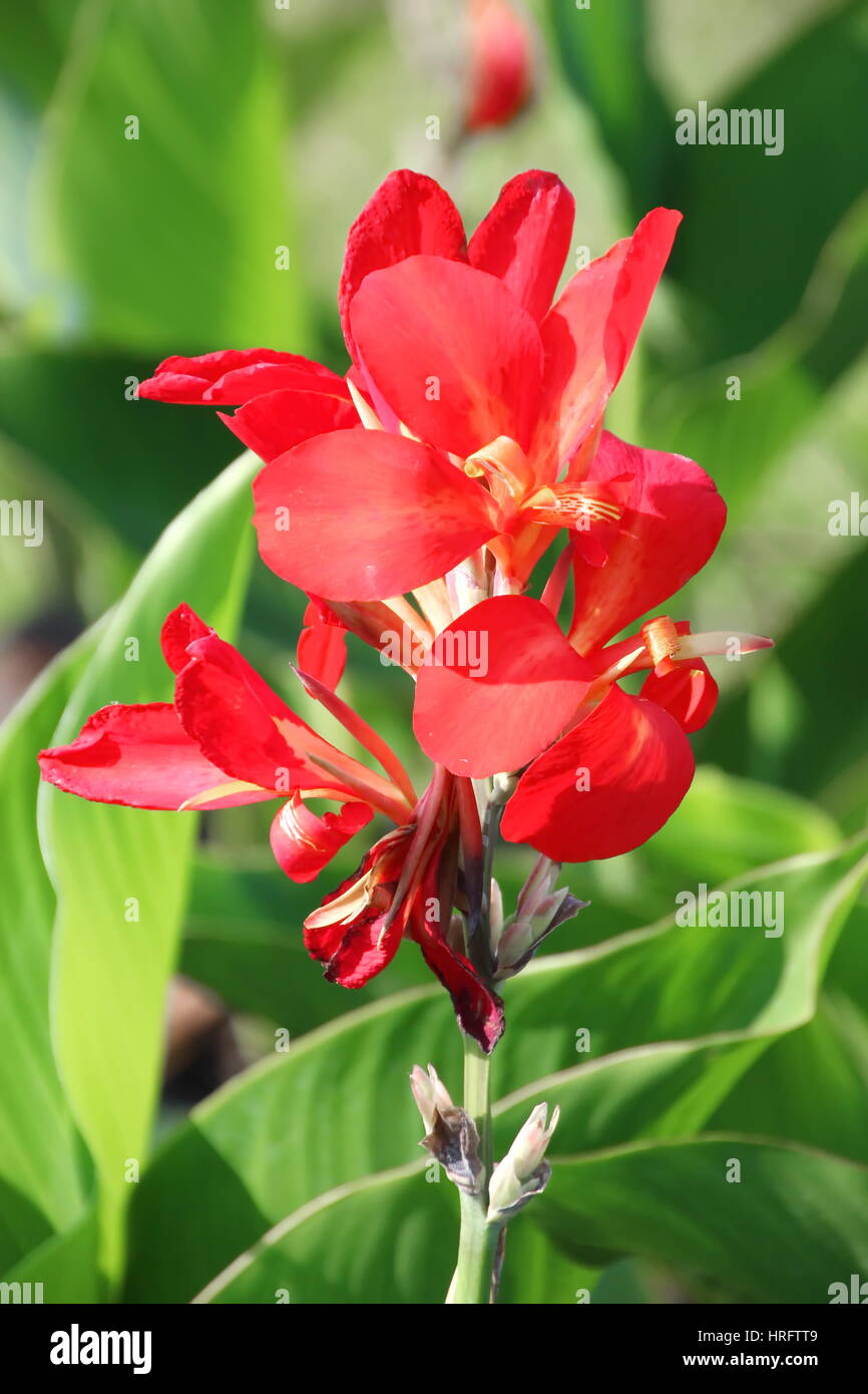 Red canna flower hi-res stock photography and images - Alamy