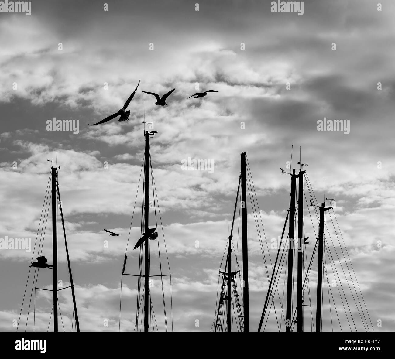 Yachts at the dock Black and White Stock Photos & Images - Alamy