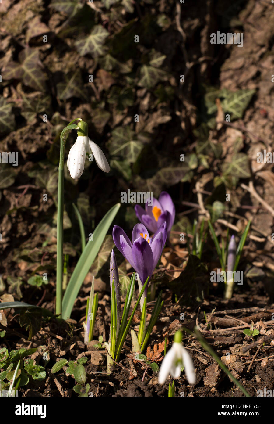 The snowdrop and the crocus hi-res stock photography and images - Alamy