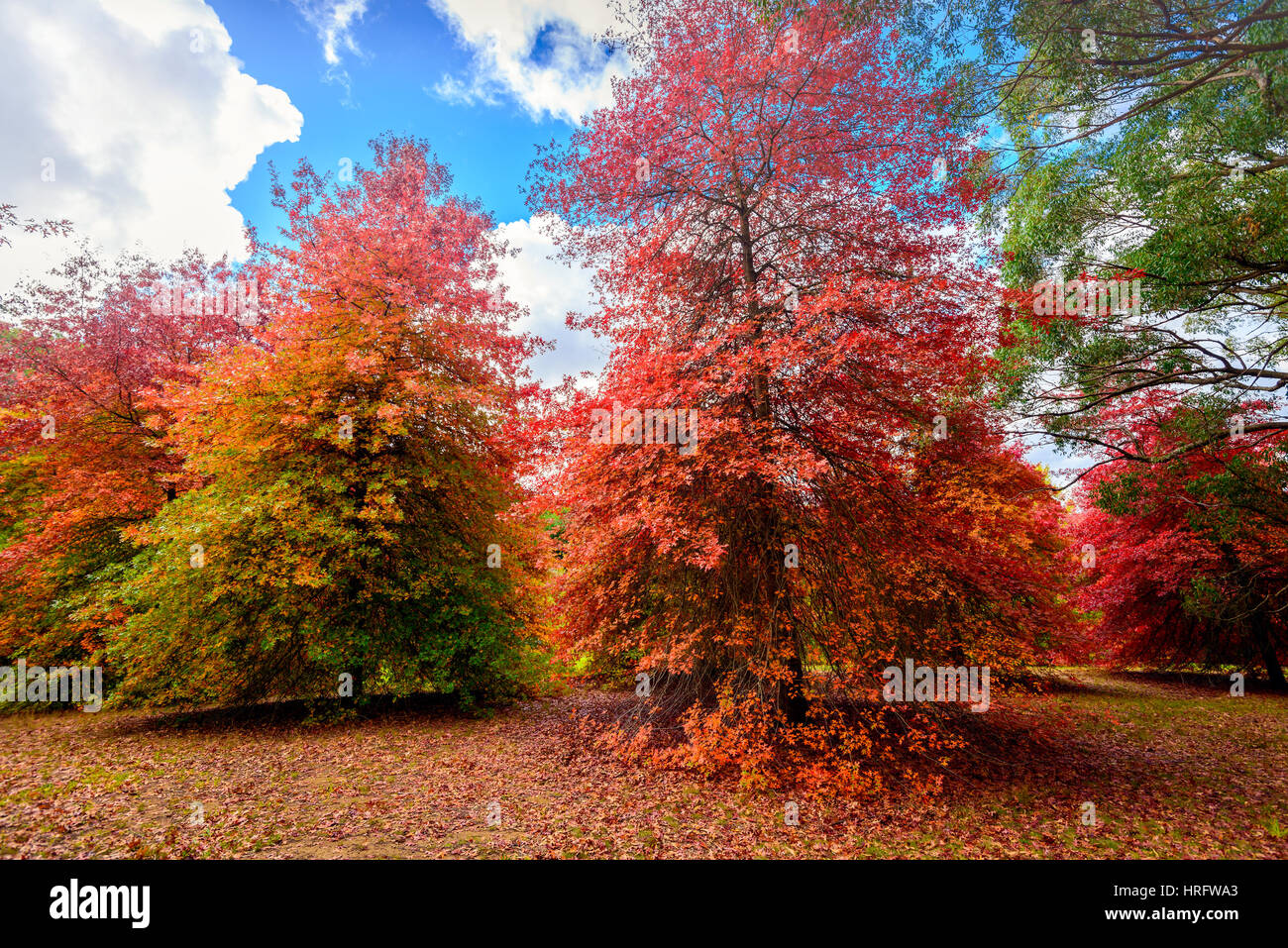 Palette of fall colours hi-res stock photography and images - Alamy