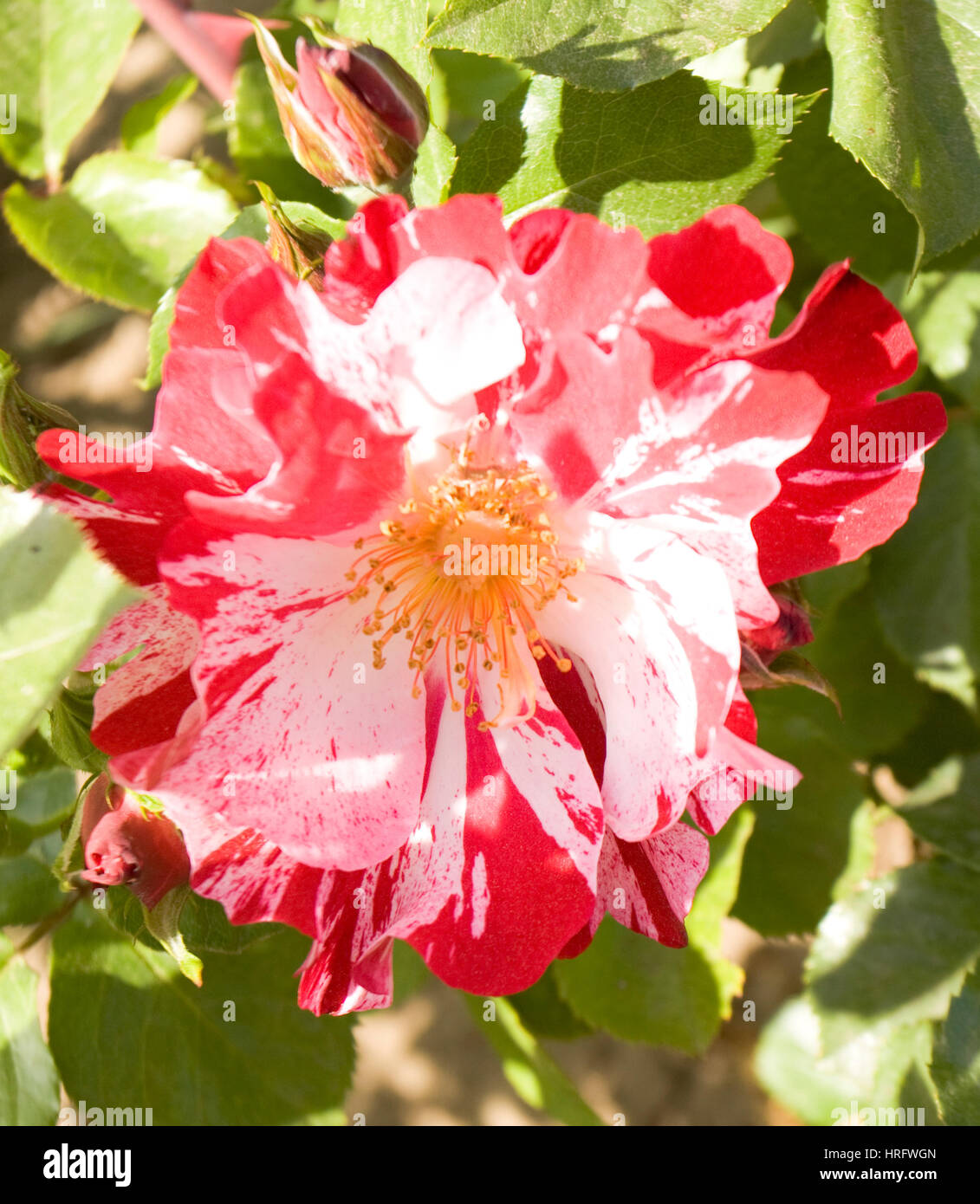 Rose of double red and white colours Stock Photo - Alamy