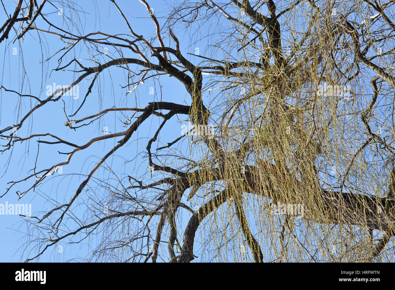 Willow tree branch in the spring Stock Photo - Alamy