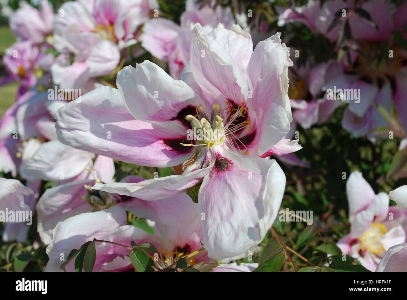 Rock's peony (as known Paeonia rockii) or tree peony is a woody species ...