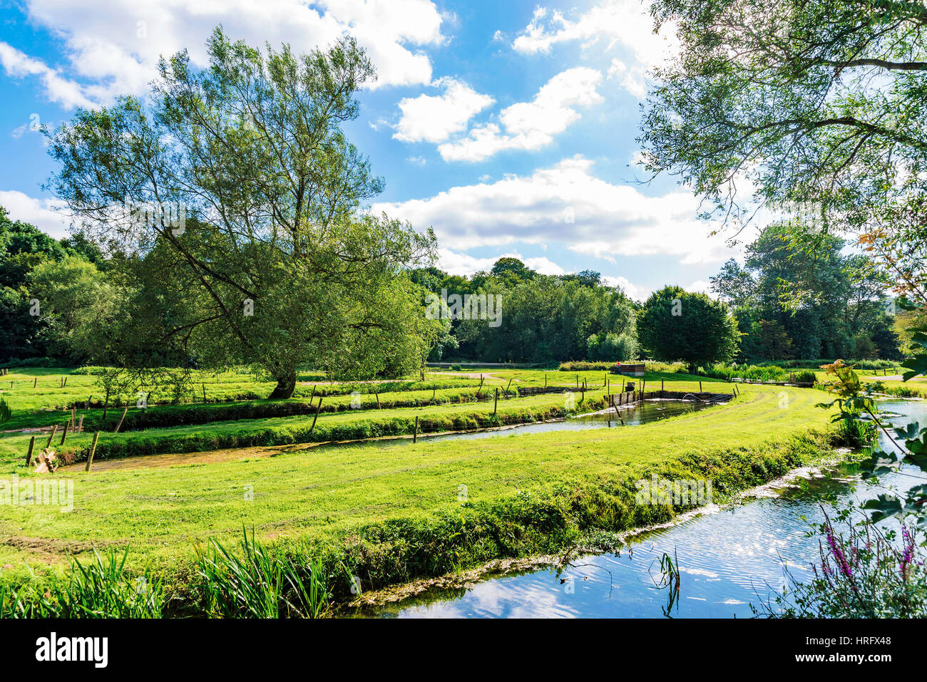 Nature with stream and blue sky in the countryside Stock Photo - Alamy