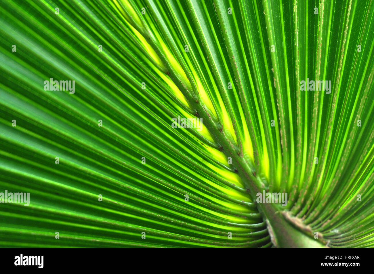 Green palm tree leaf macro Stock Photo - Alamy