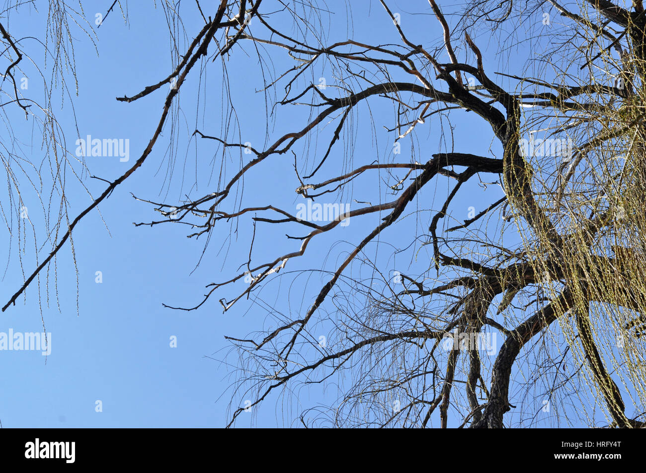 Willow tree branch in the spring Stock Photo - Alamy