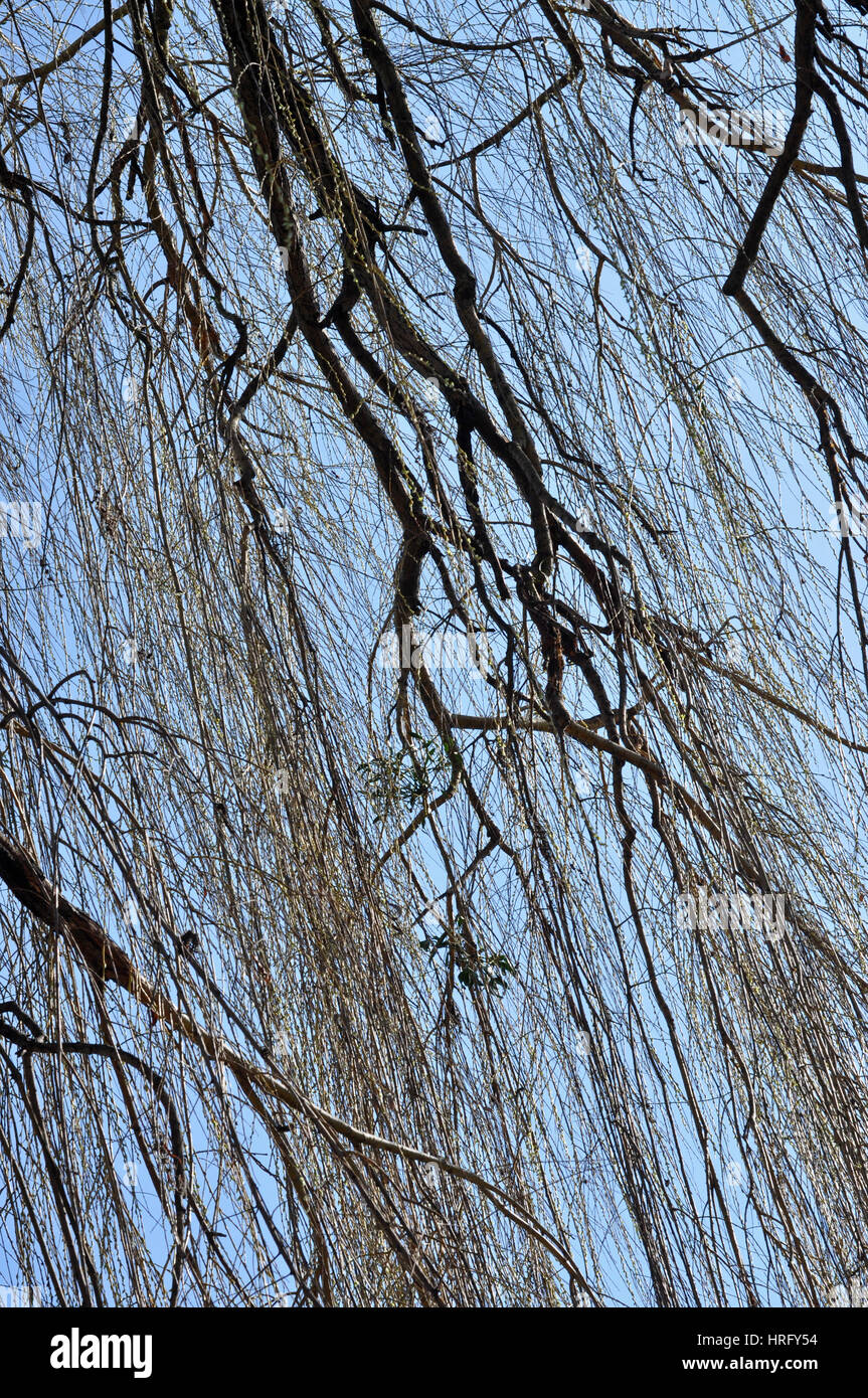 Willow tree branch in the spring Stock Photo - Alamy