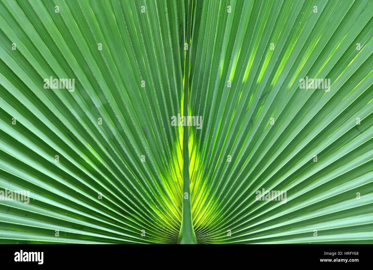 Green palm tree leaf macro Stock Photo - Alamy