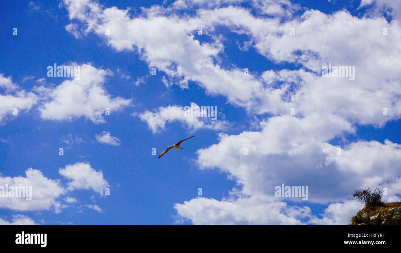 A bird flying in the sky white white fluffy clouds in the background ...