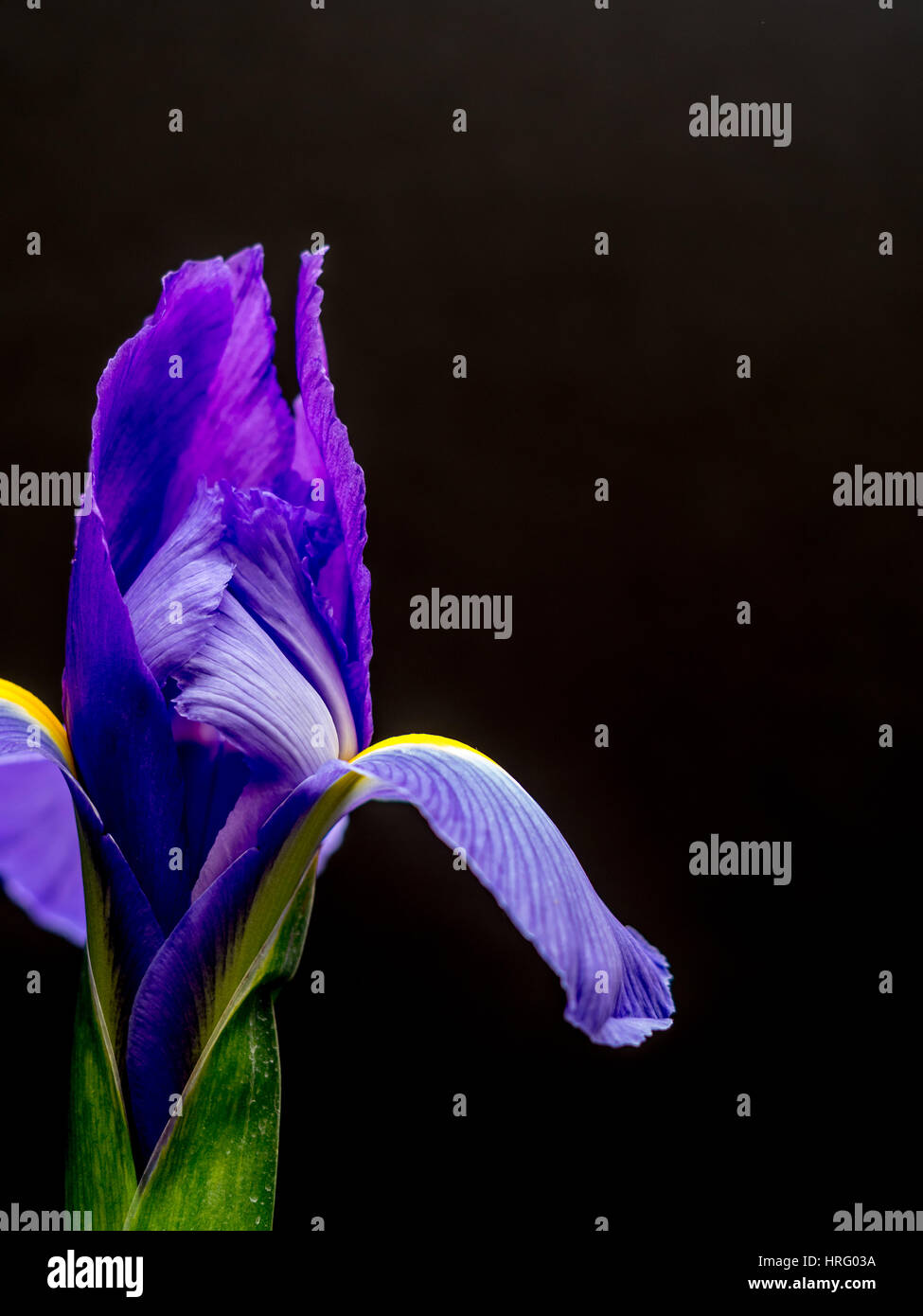 Single stem iris hi-res stock photography and images - Alamy