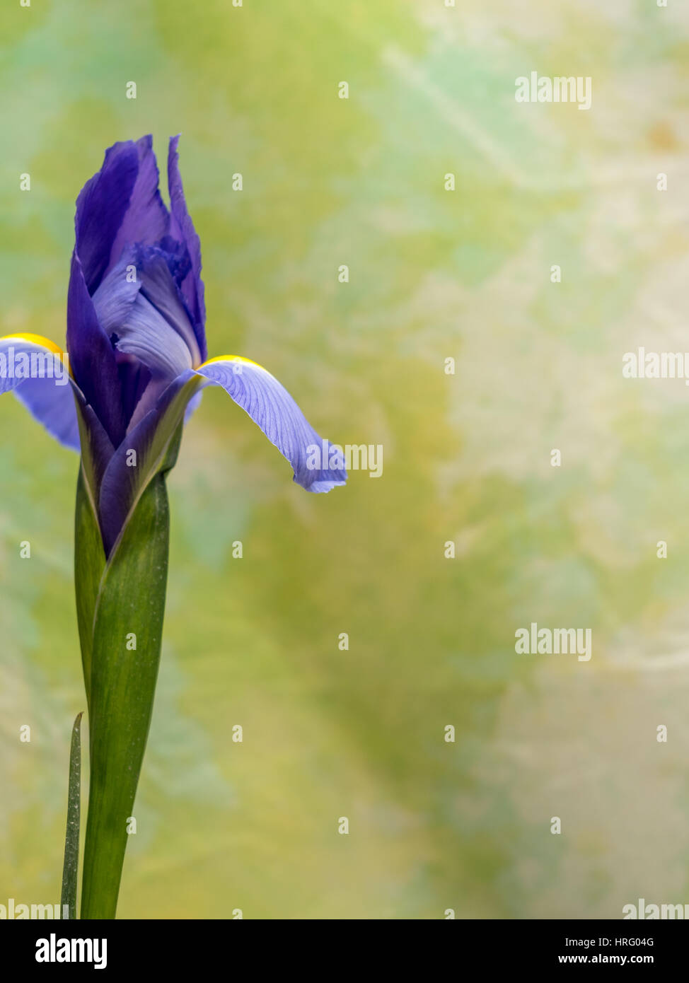 single isolated purple iris, portrait orientation, macro Stock Photo ...