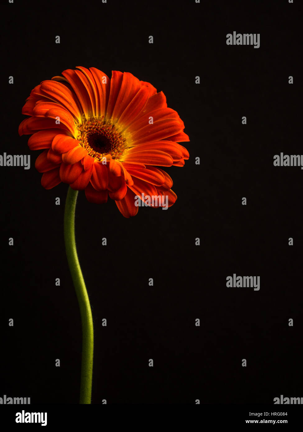 colorful daisy close up with copy space, portrait orientation Stock ...