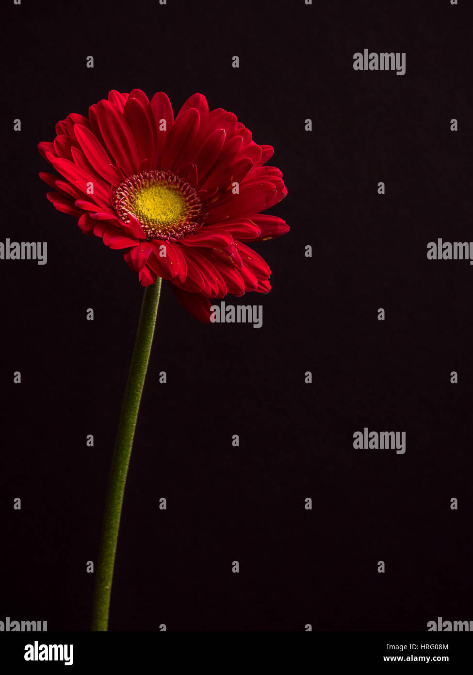 colorful daisy close up with copy space, portrait orientation Stock ...