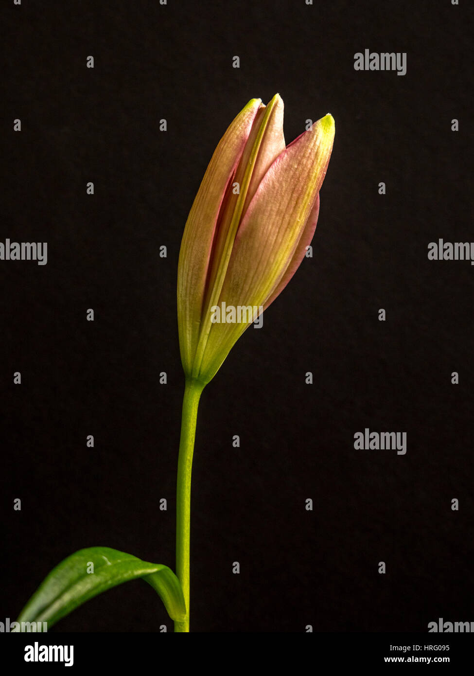 macro of elegant lily, portrait orientation Stock Photo - Alamy