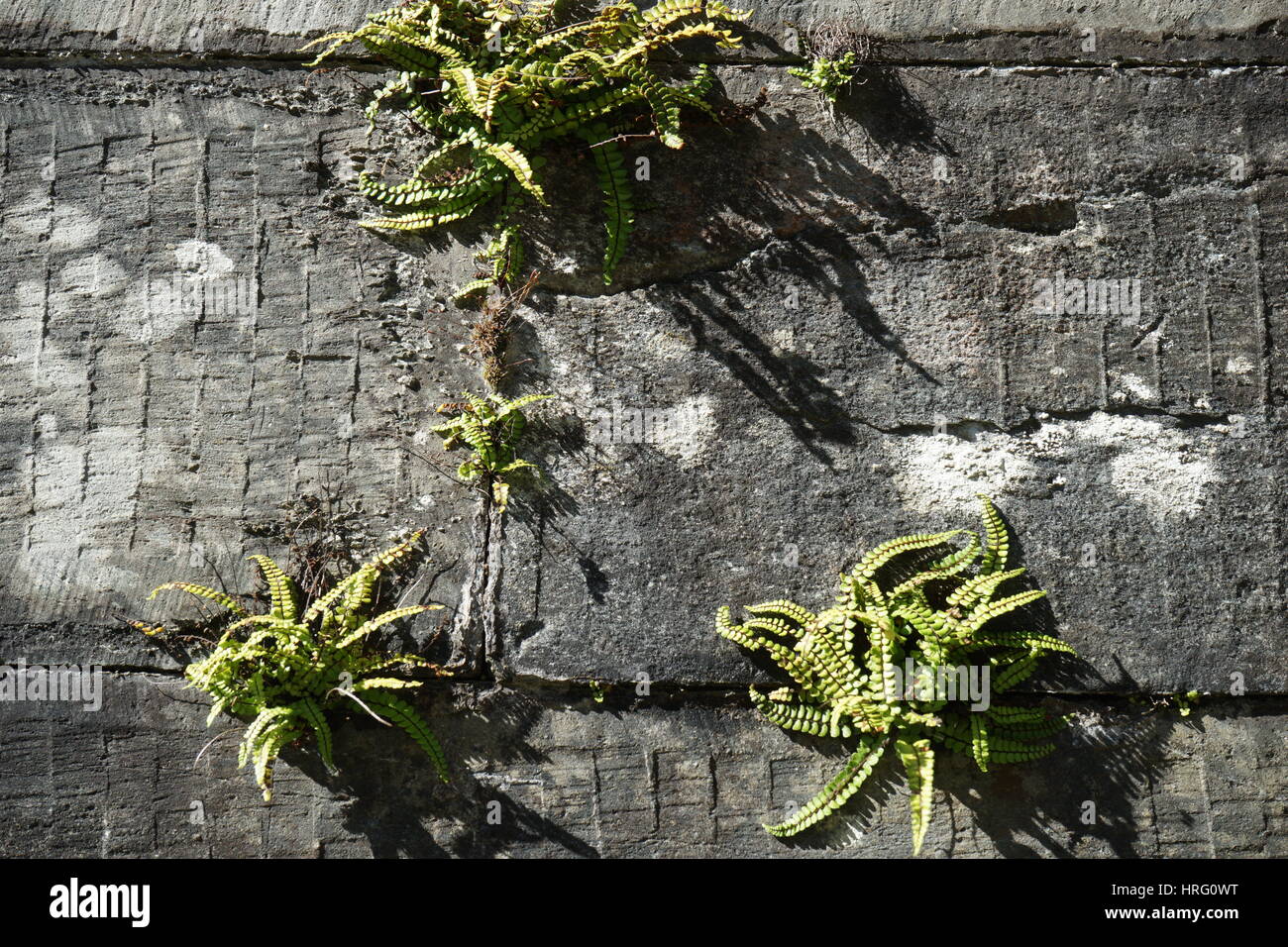 Beautiful Scottish west coast ferns Stock Photo - Alamy