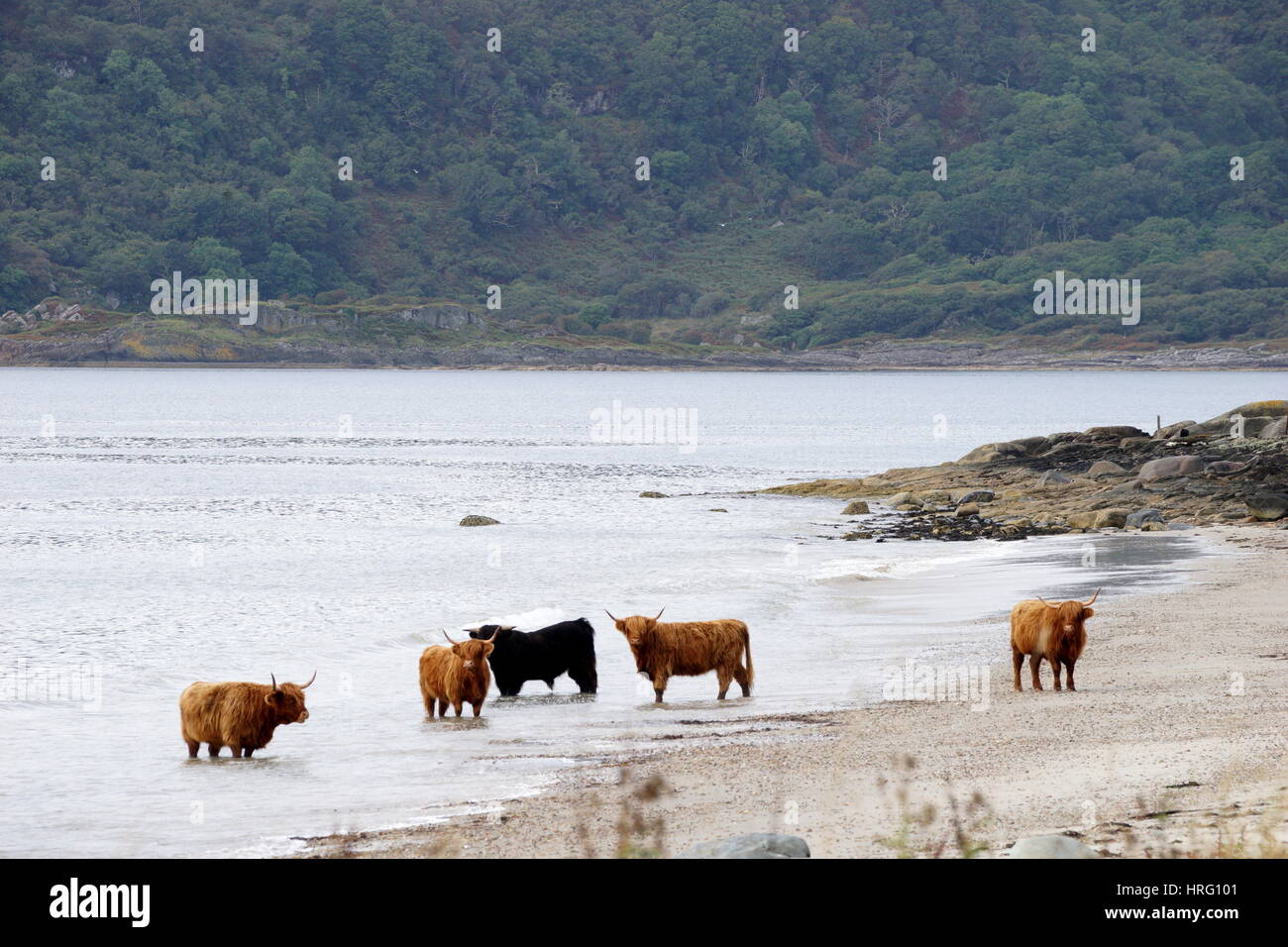 Highland cows in sea hi-res stock photography and images - Alamy