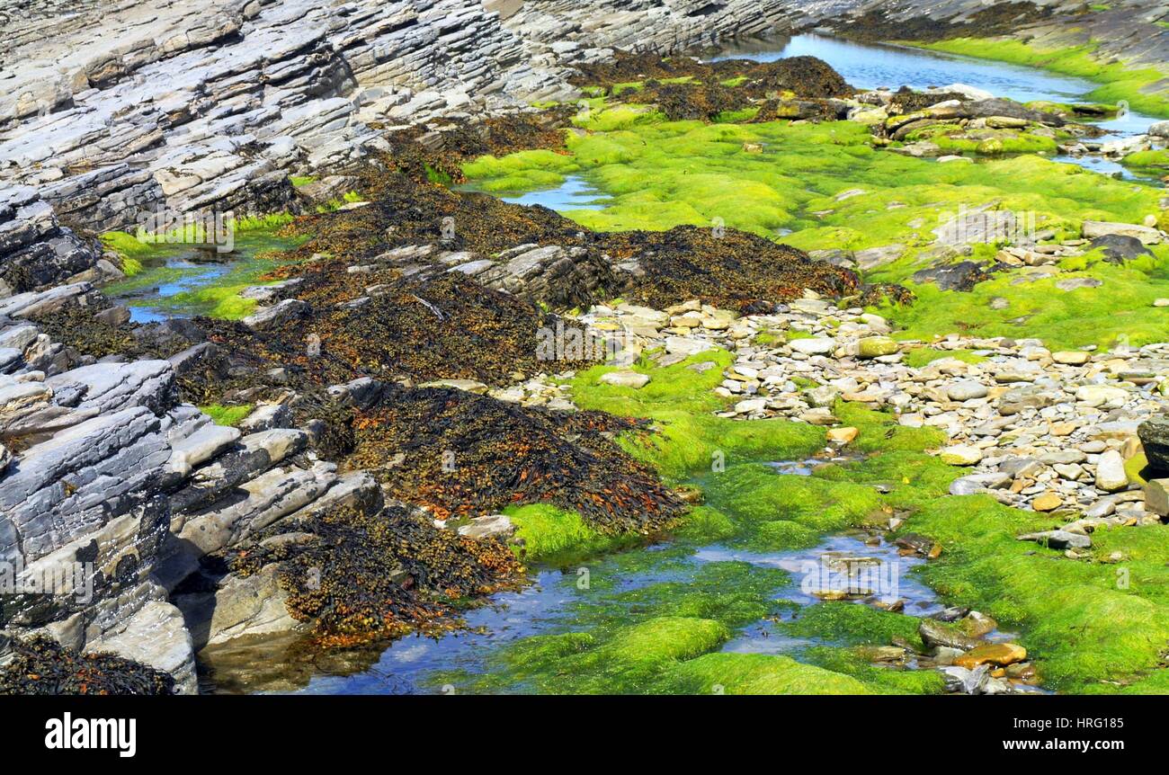 Rough scottish landscape Stock Photo - Alamy