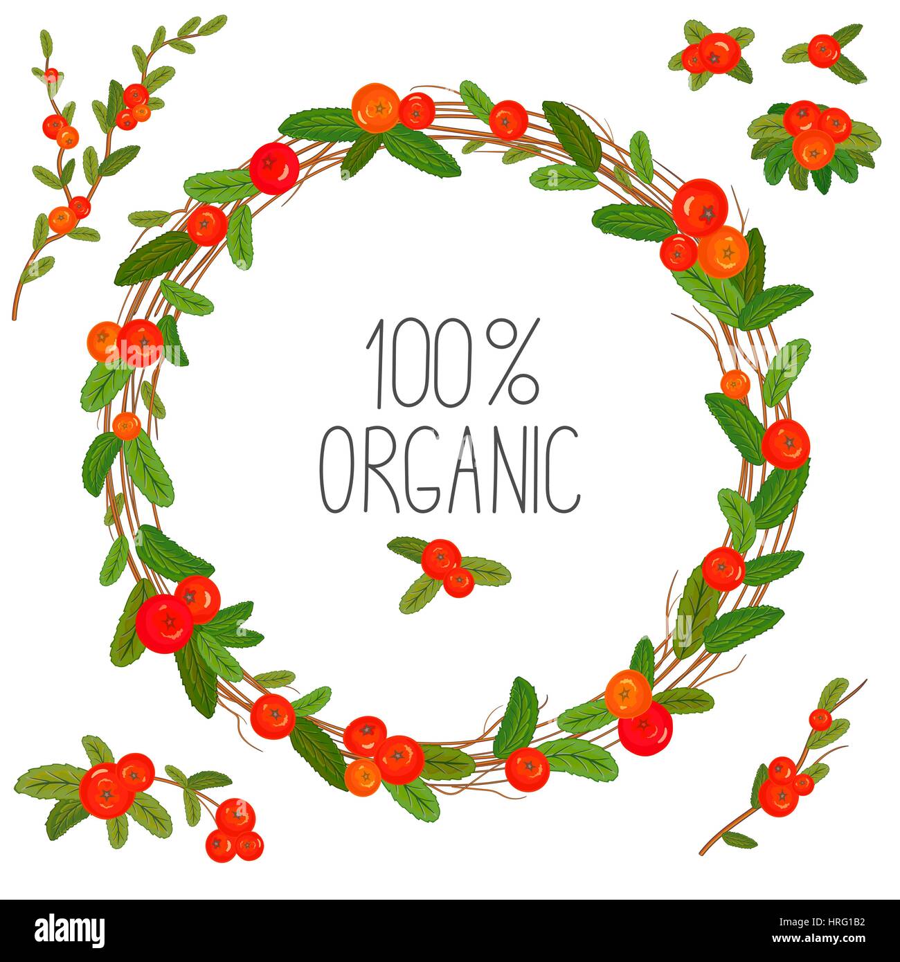 Cranberry branches berries Cut Out Stock Images & Pictures - Alamy