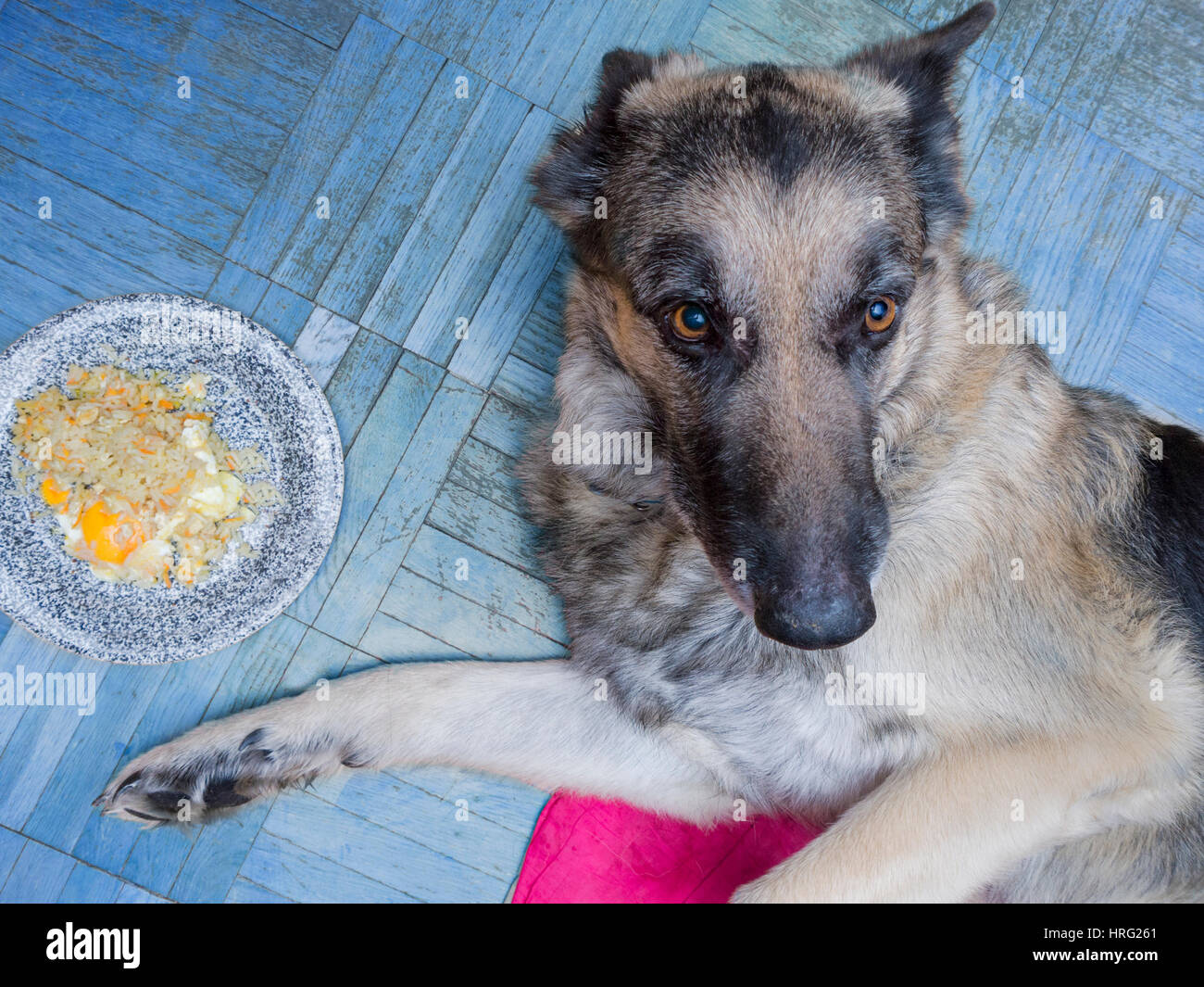 A cropped shot of a shepherd dog looks not hungry laid next to a plate ...
