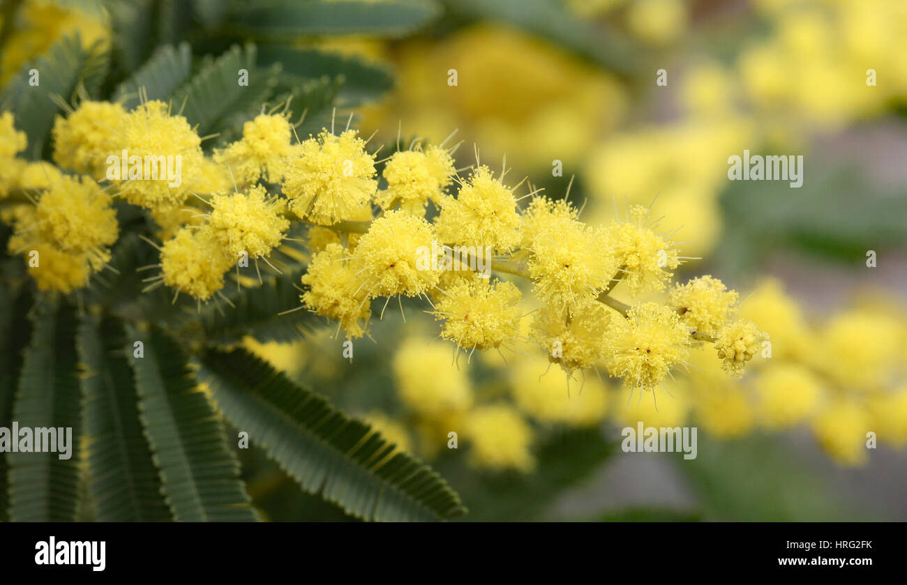 yellow mimosa flowers on the plant in March Stock Photo - Alamy