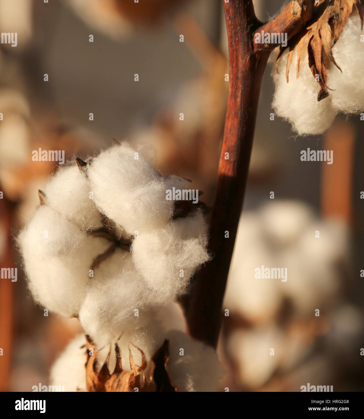 many boll of white cotton in the intensive cultivation of cotton plant ...