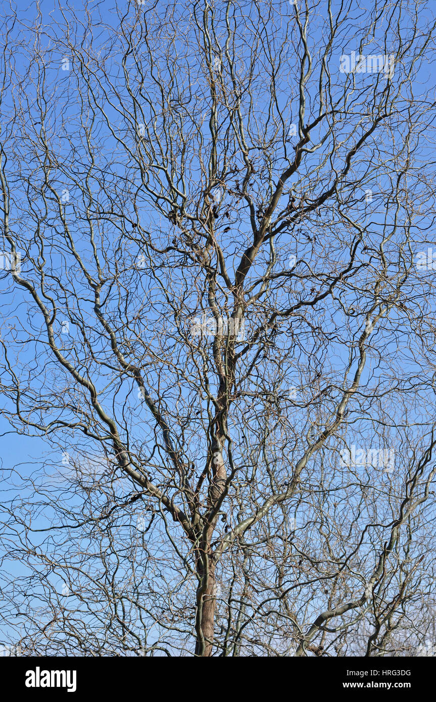 Willow tree branch in the spring Stock Photo - Alamy