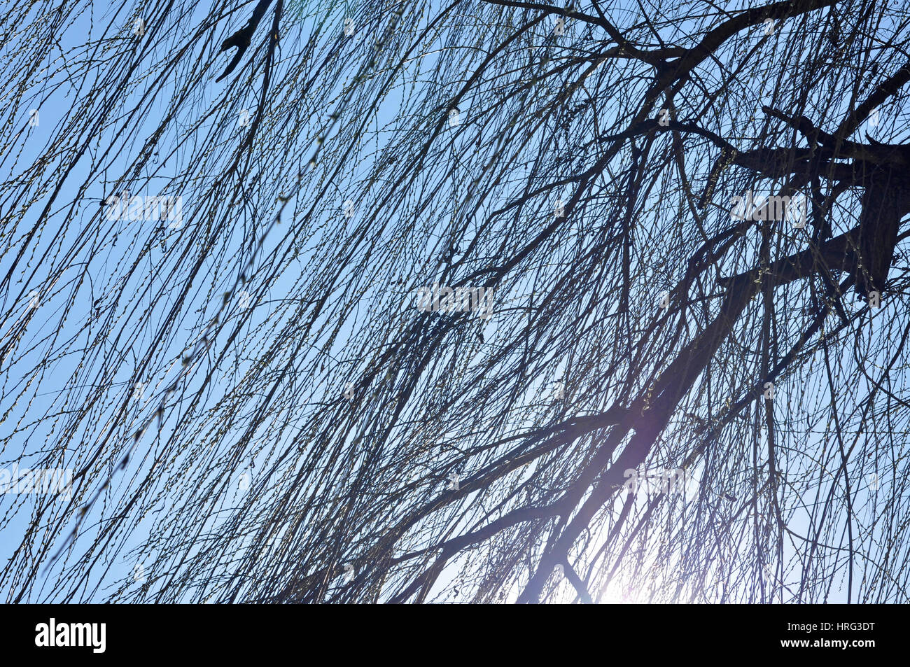 Willow tree branch in the spring Stock Photo - Alamy