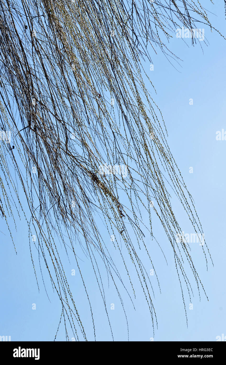Willow tree branch in the spring Stock Photo - Alamy