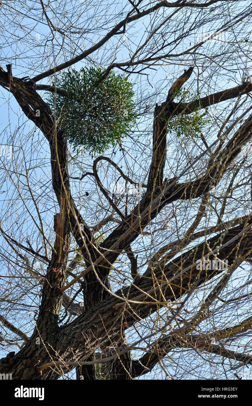 Mistletoe on tree hi-res stock photography and images - Alamy