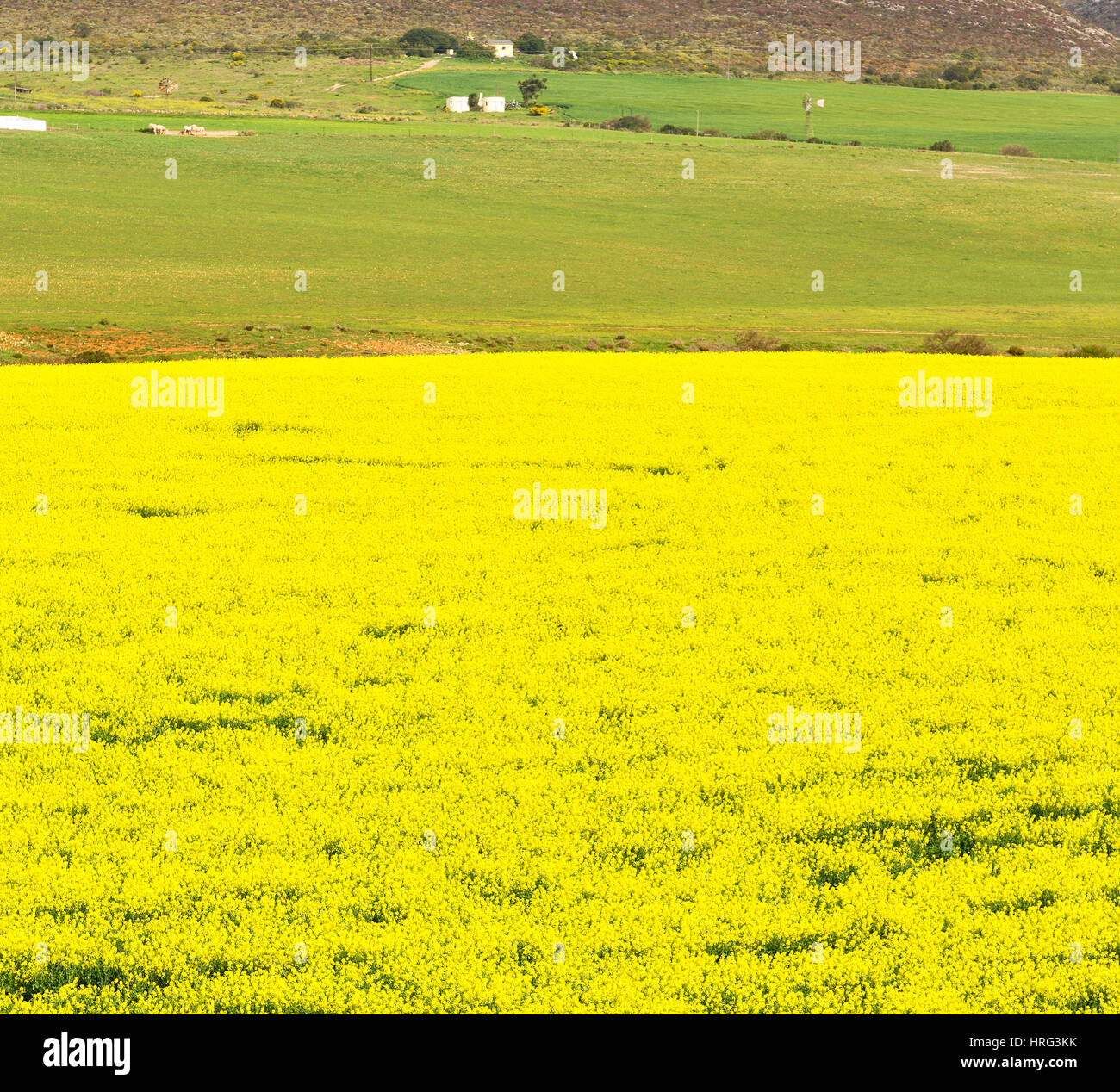 blur in south africa close up of the colza yellow field like texture ...